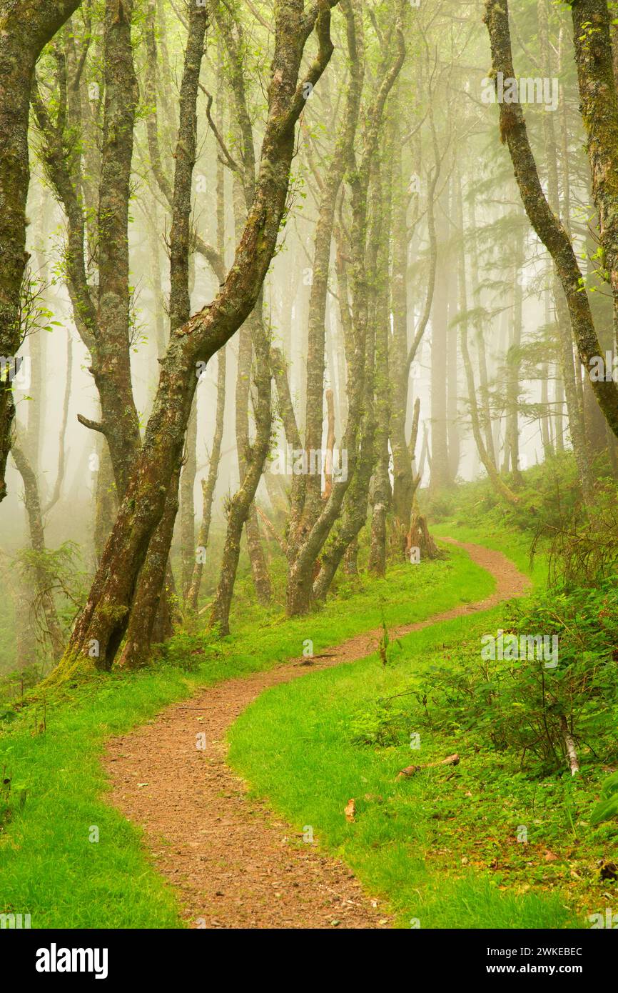 Cascade Head Trail, Cascade Head Preserve, Oregon Stock Photo - Alamy