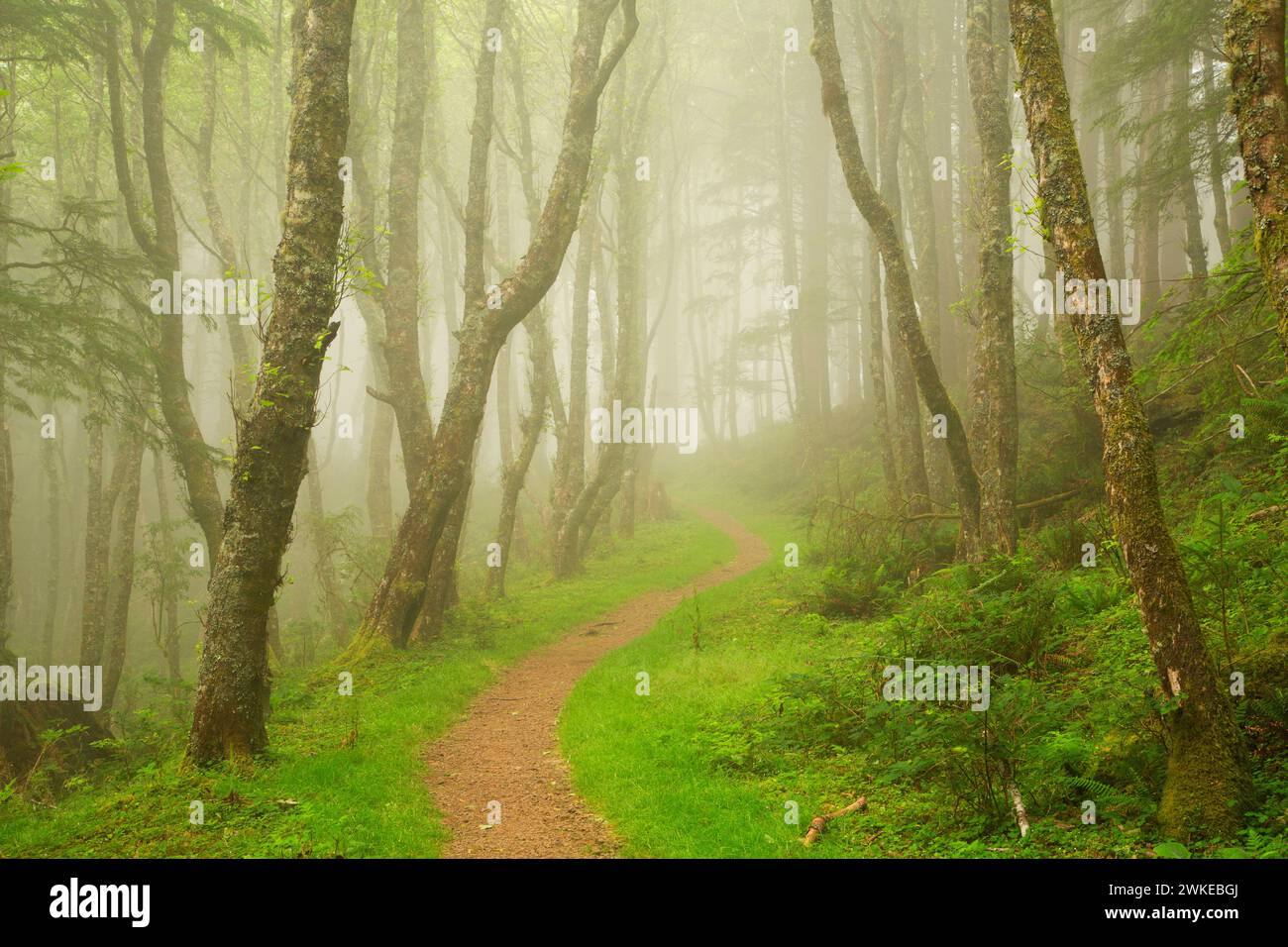 Cascade Head Trail, Cascade Head Preserve, Oregon Stock Photo - Alamy