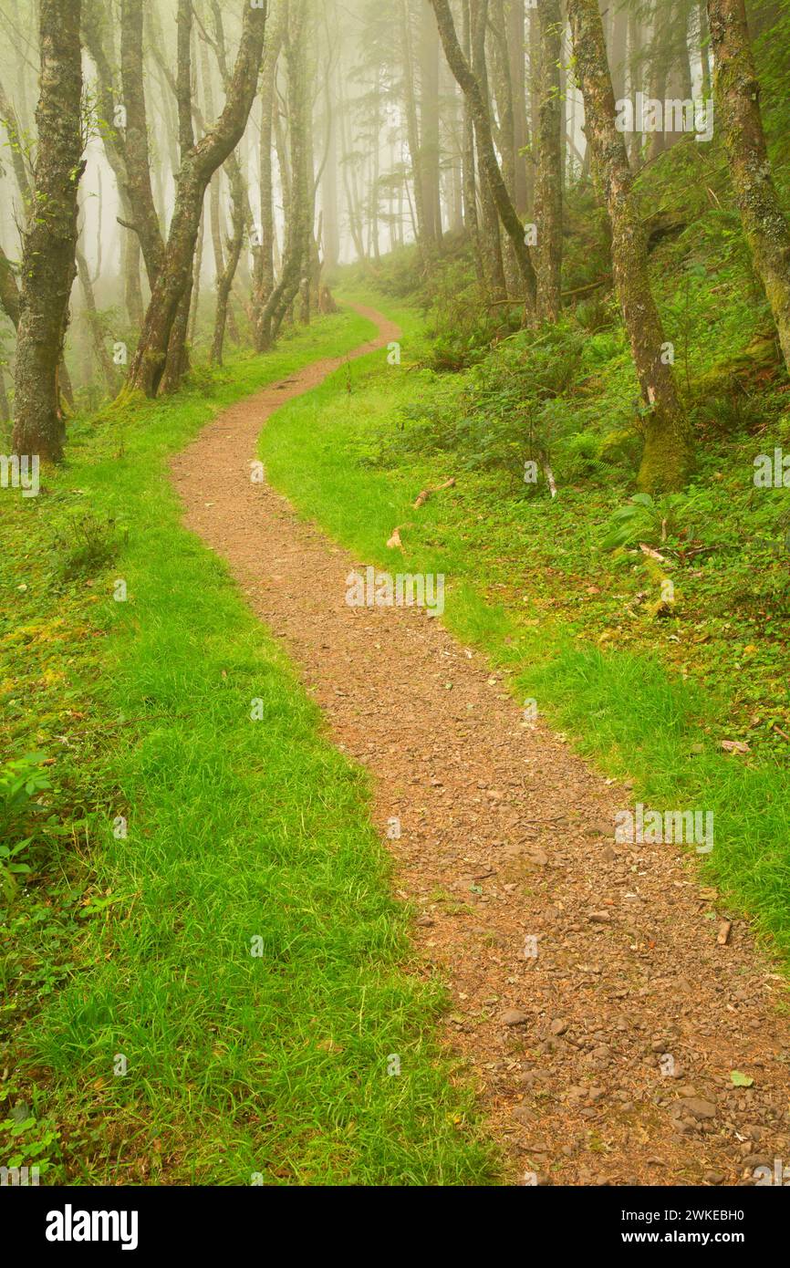 Cascade Head Trail, Cascade Head Preserve, Oregon Stock Photo - Alamy