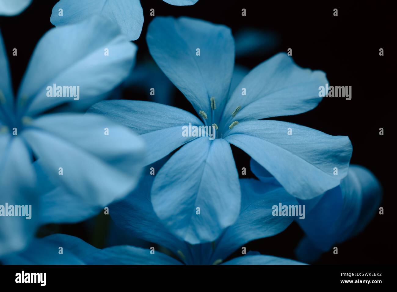 Some blue plumagos on black background with altered color Stock Photo ...