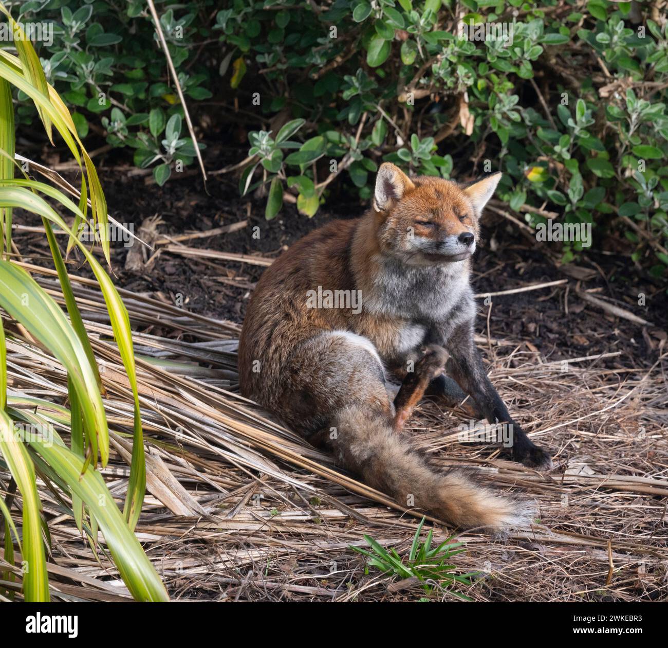 Wimbledon, London, UK. 20th Feb, 2024. A fully grown Fox relaxes and ...