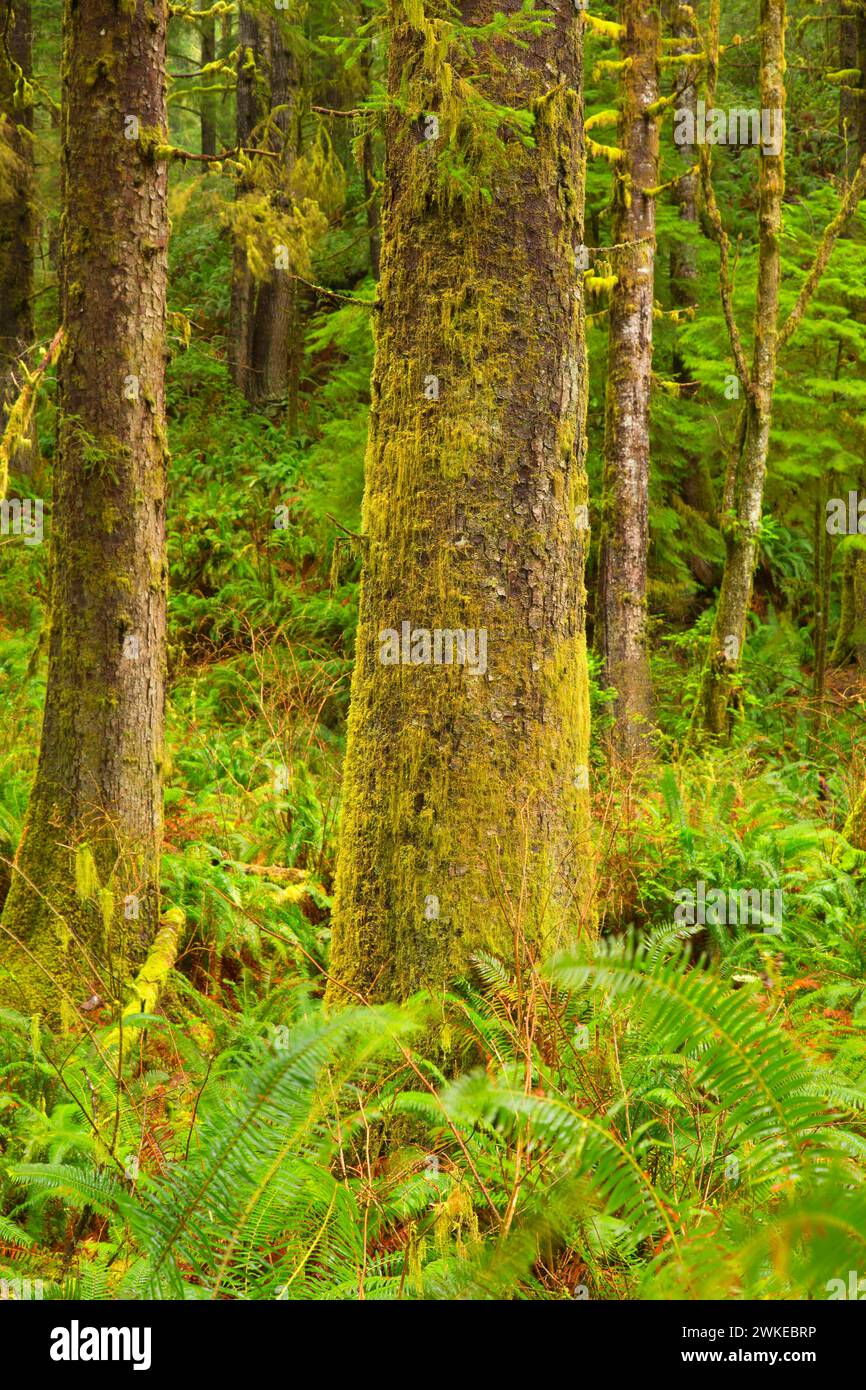 Ancient forest, Cummins Creek Wilderness, Siuslaw National Forest ...