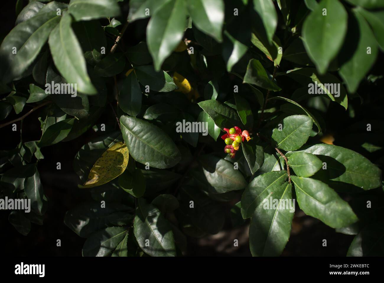 Mickey mouse bush hi-res stock photography and images - Alamy