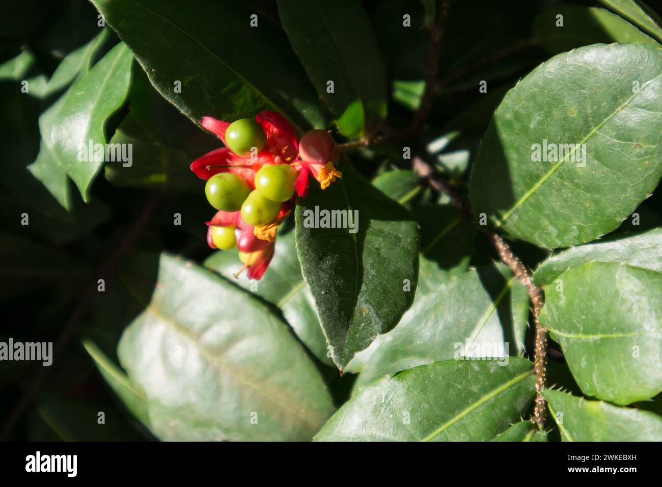 Mickey mouse bush hi-res stock photography and images - Alamy