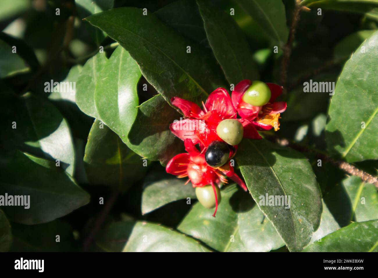 Mickey mouse plant hi-res stock photography and images - Alamy