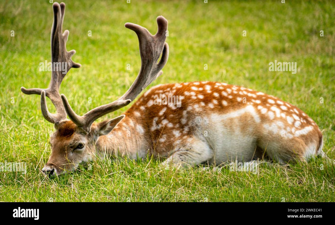 Fawn lying in grass hi-res stock photography and images - Alamy