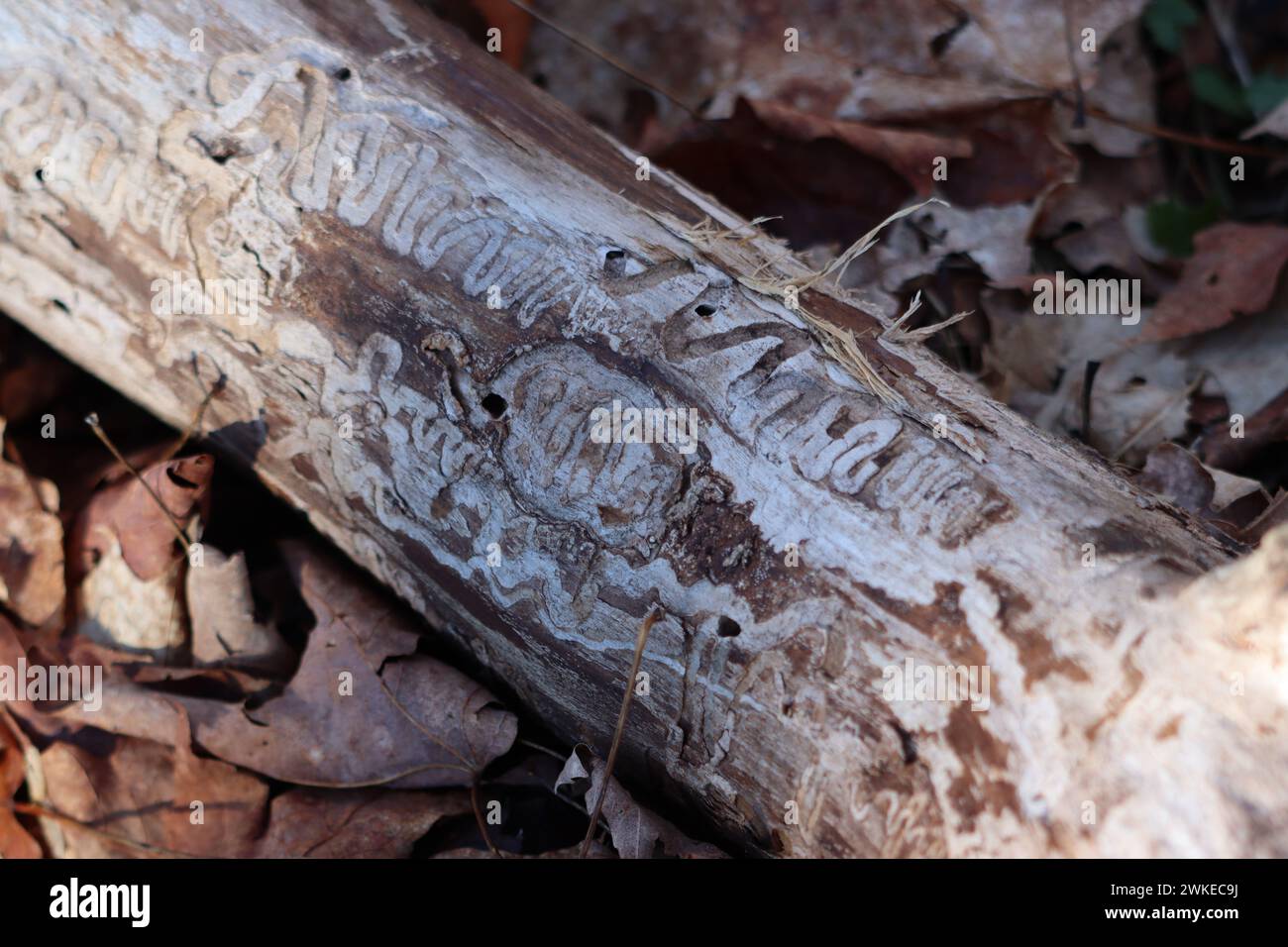 Interesting bark beetle markings on a fallen tree in the forest Stock ...