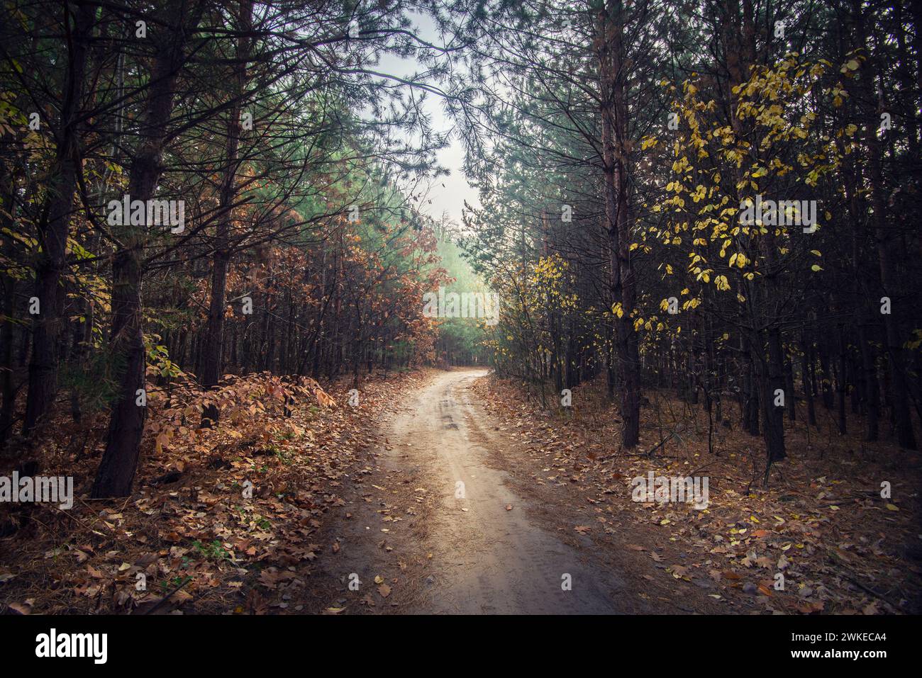 A path in the autumn forest. The concept of unity with nature Stock ...