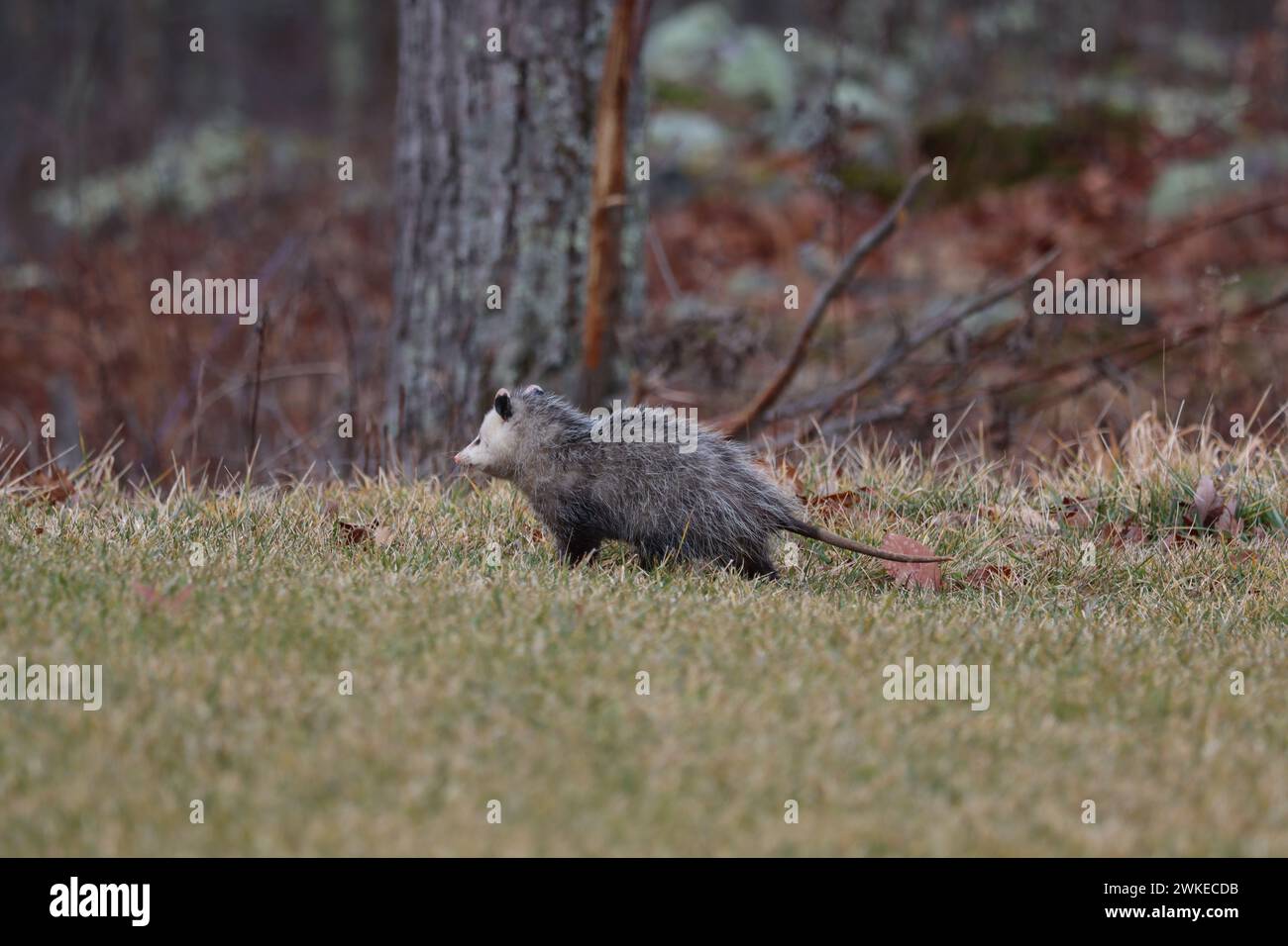 An opossum walking to the woods across a lawn Stock Photo - Alamy