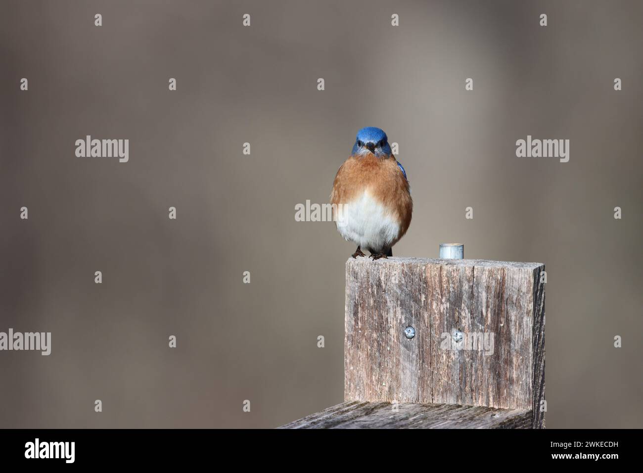 Face to face with a male eastern bluebird Stock Photo - Alamy