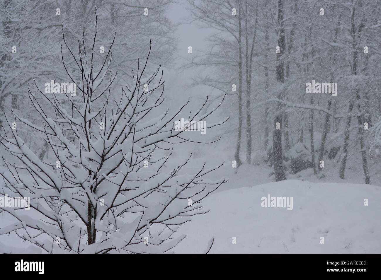 Snowy scene with a tree in the forefront Stock Photo - Alamy