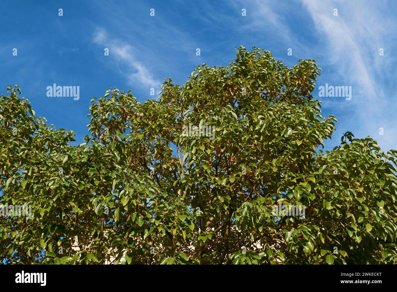 Cinnamomum camphora branch close up Stock Photo - Alamy