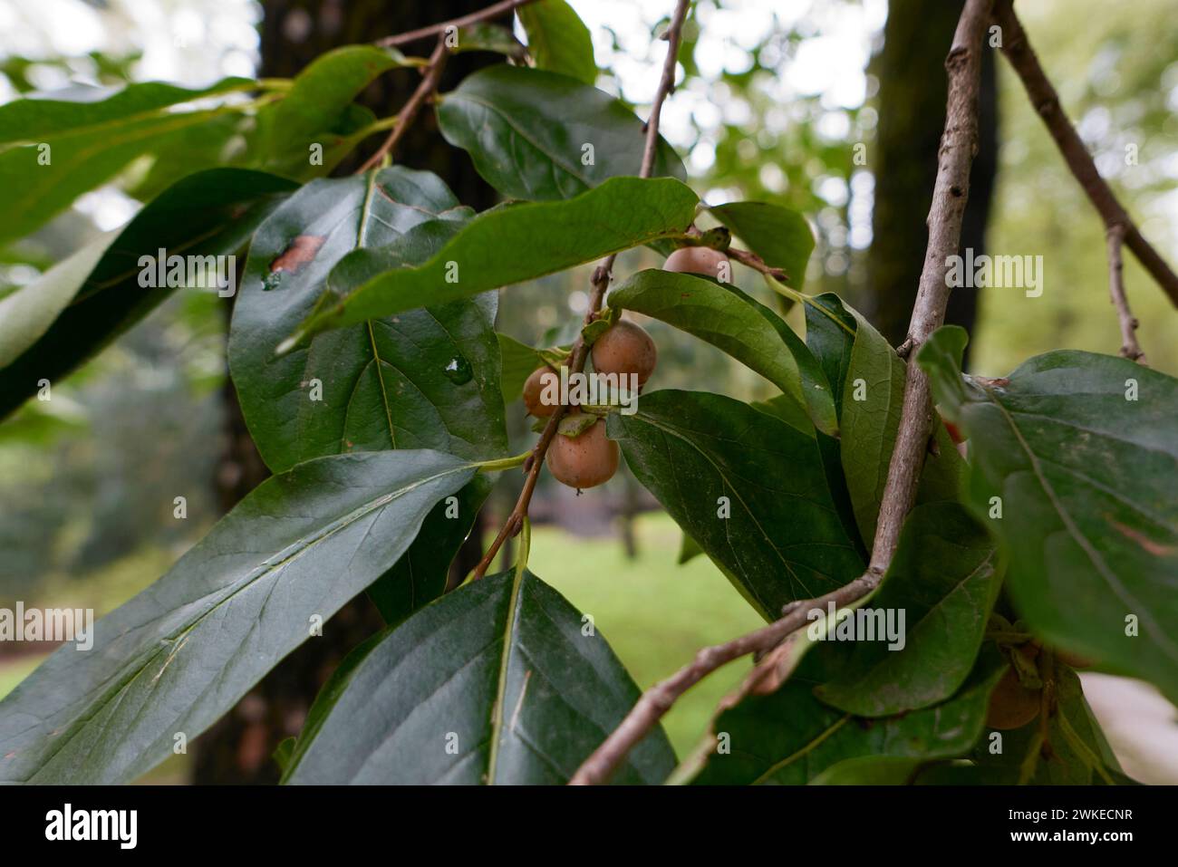 Diospyros lotus branch close up Stock Photo - Alamy