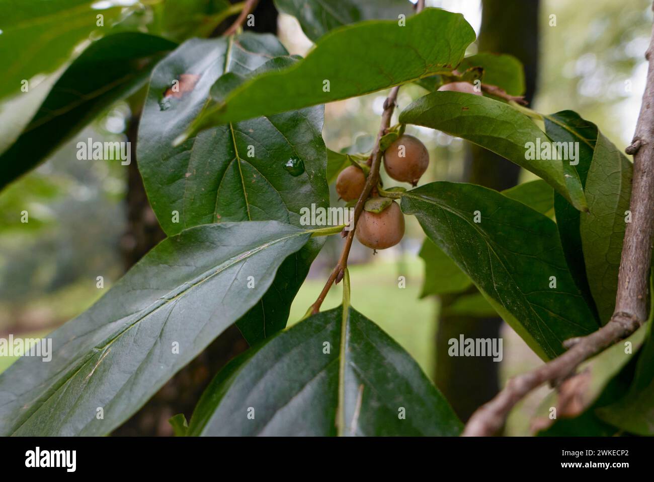 Diospyros lotus branch close up Stock Photo - Alamy