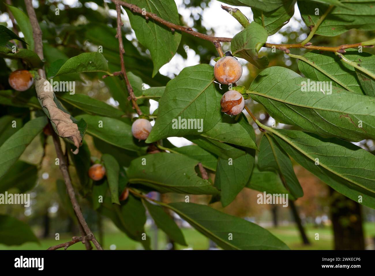 Diospyros lotus branch close up Stock Photo - Alamy