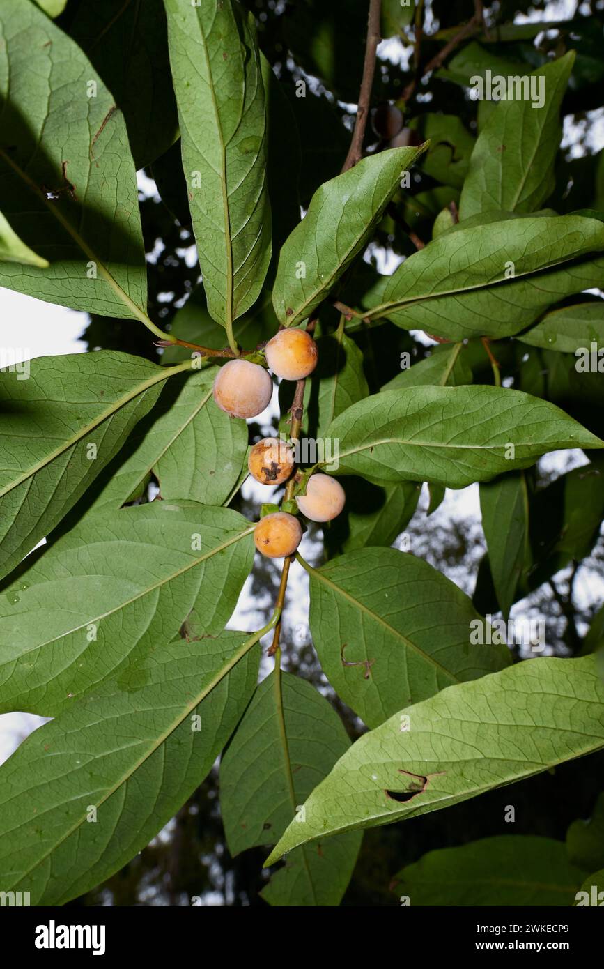 Diospyros lotus hi-res stock photography and images - Alamy