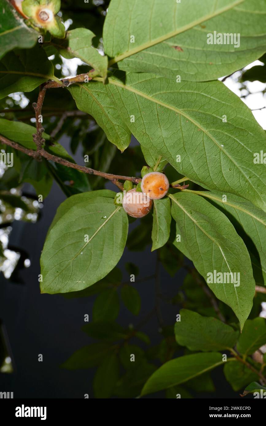Diospyros lotus branch close up Stock Photo - Alamy