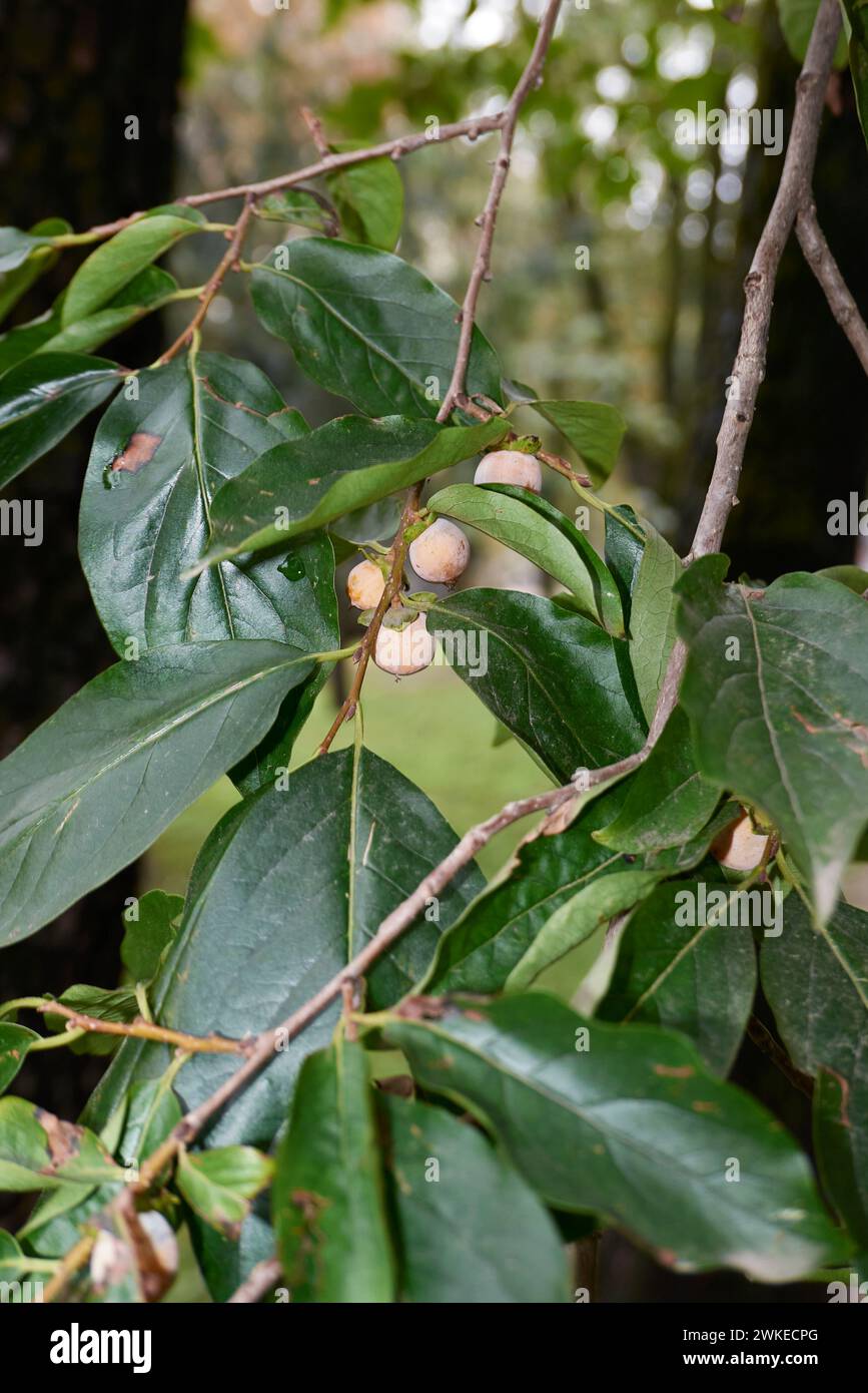 Diospyros lotus branch close up Stock Photo - Alamy