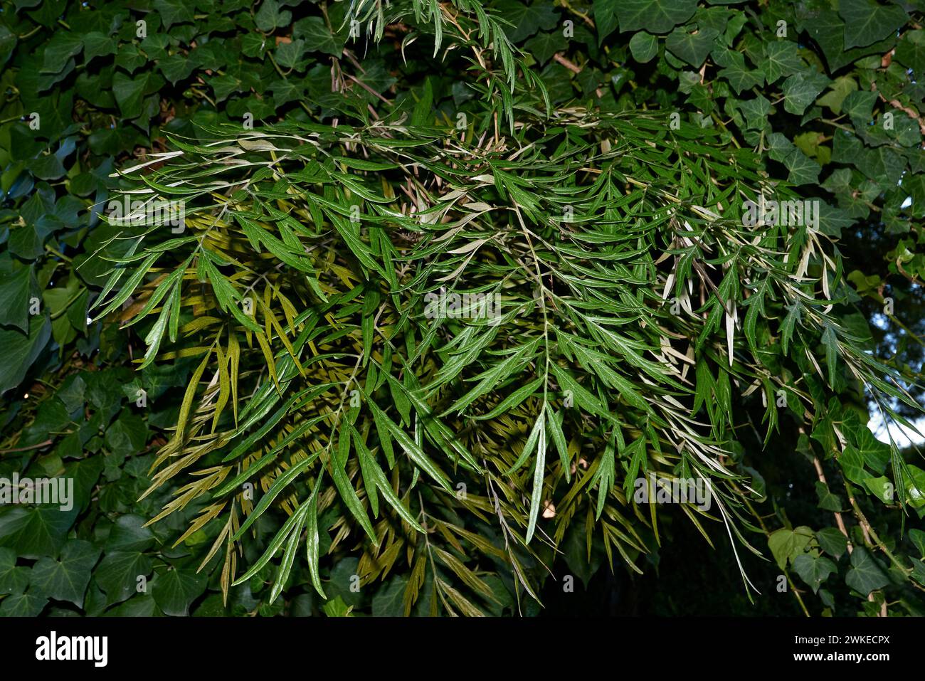 Grevillea robusta branch close up Stock Photo - Alamy