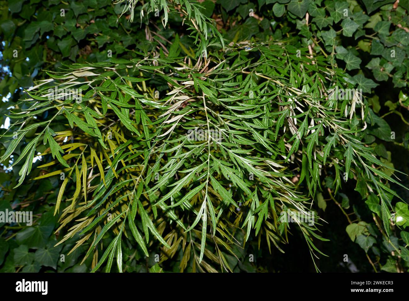 Grevillea robusta branch close up Stock Photo - Alamy
