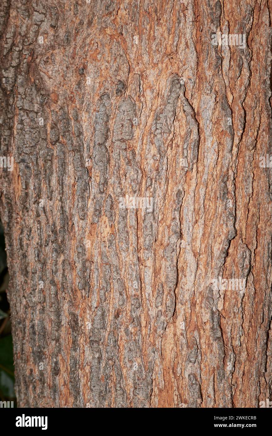 Grevillea robusta branch close up Stock Photo - Alamy
