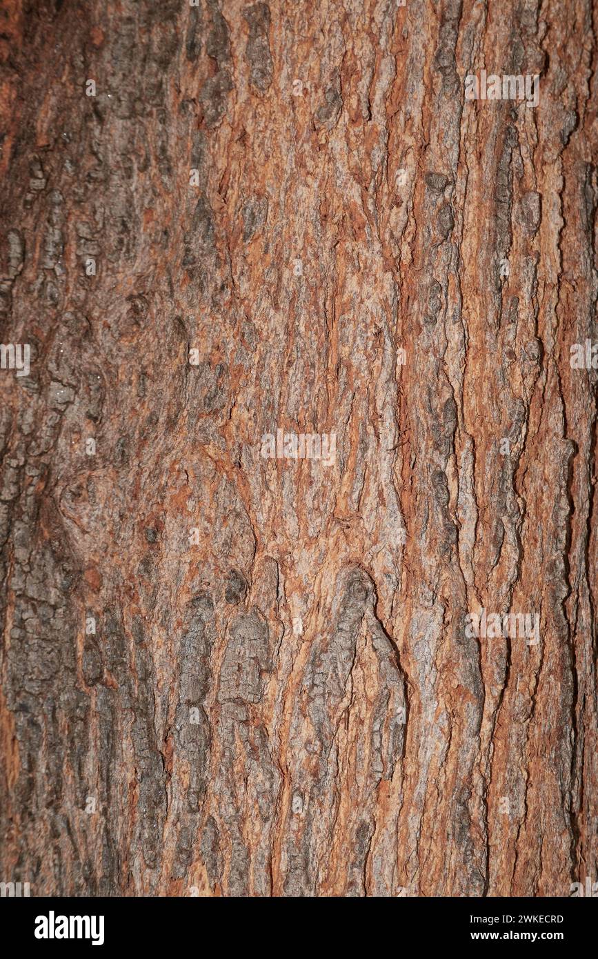 Grevillea robusta branch close up Stock Photo - Alamy
