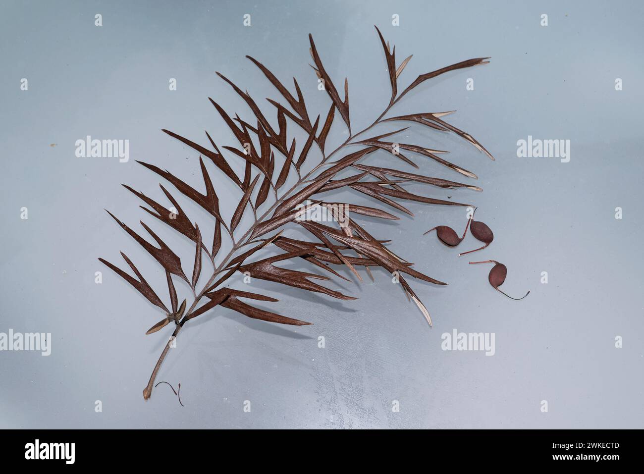 Grevillea robusta branch close up Stock Photo - Alamy