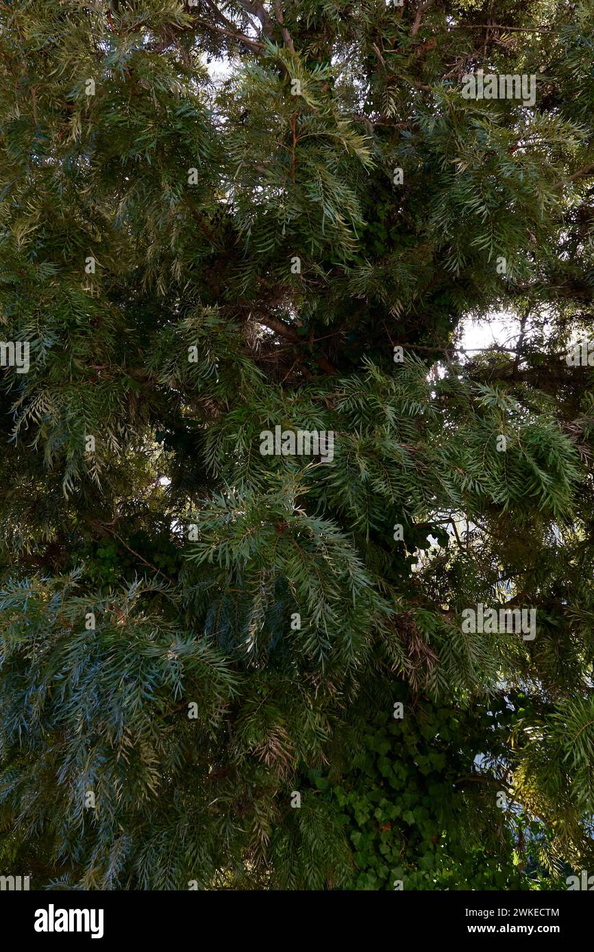 Grevillea robusta branch close up Stock Photo - Alamy