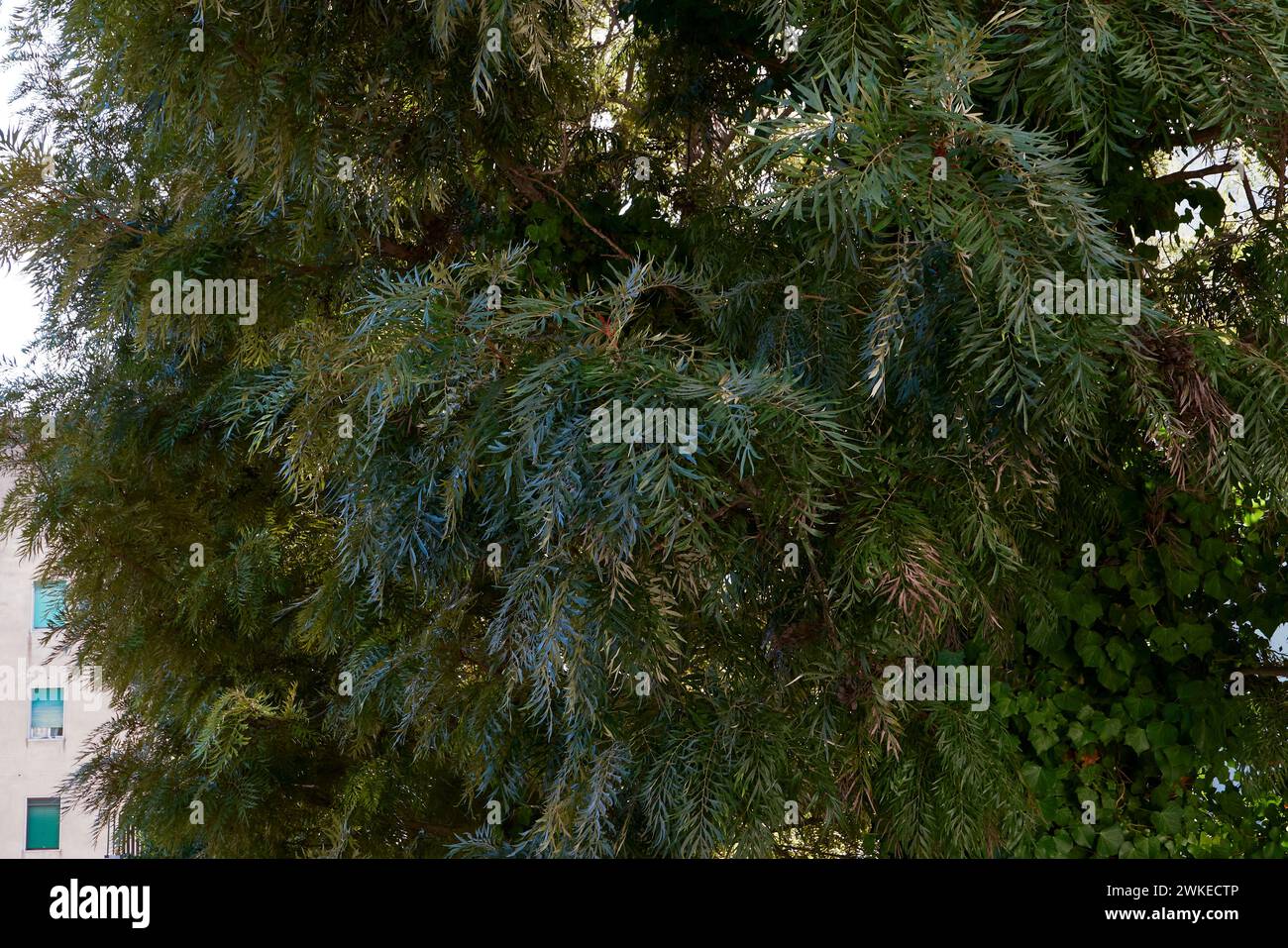 Grevillea robusta branch close up Stock Photo - Alamy