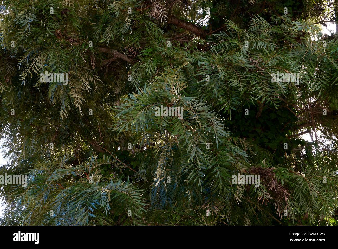 Grevillea robusta branch close up Stock Photo - Alamy