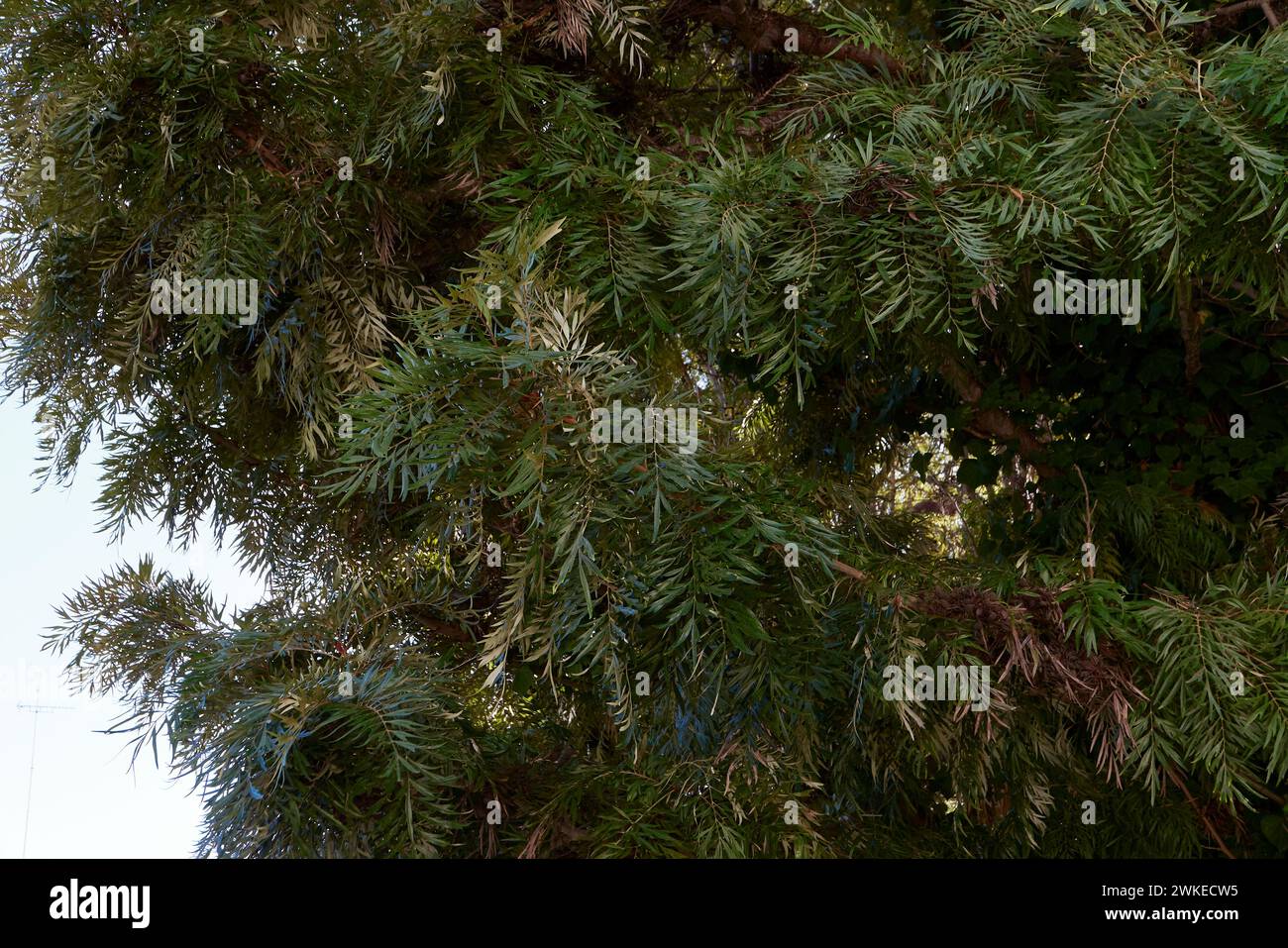 Grevillea robusta branch close up Stock Photo - Alamy