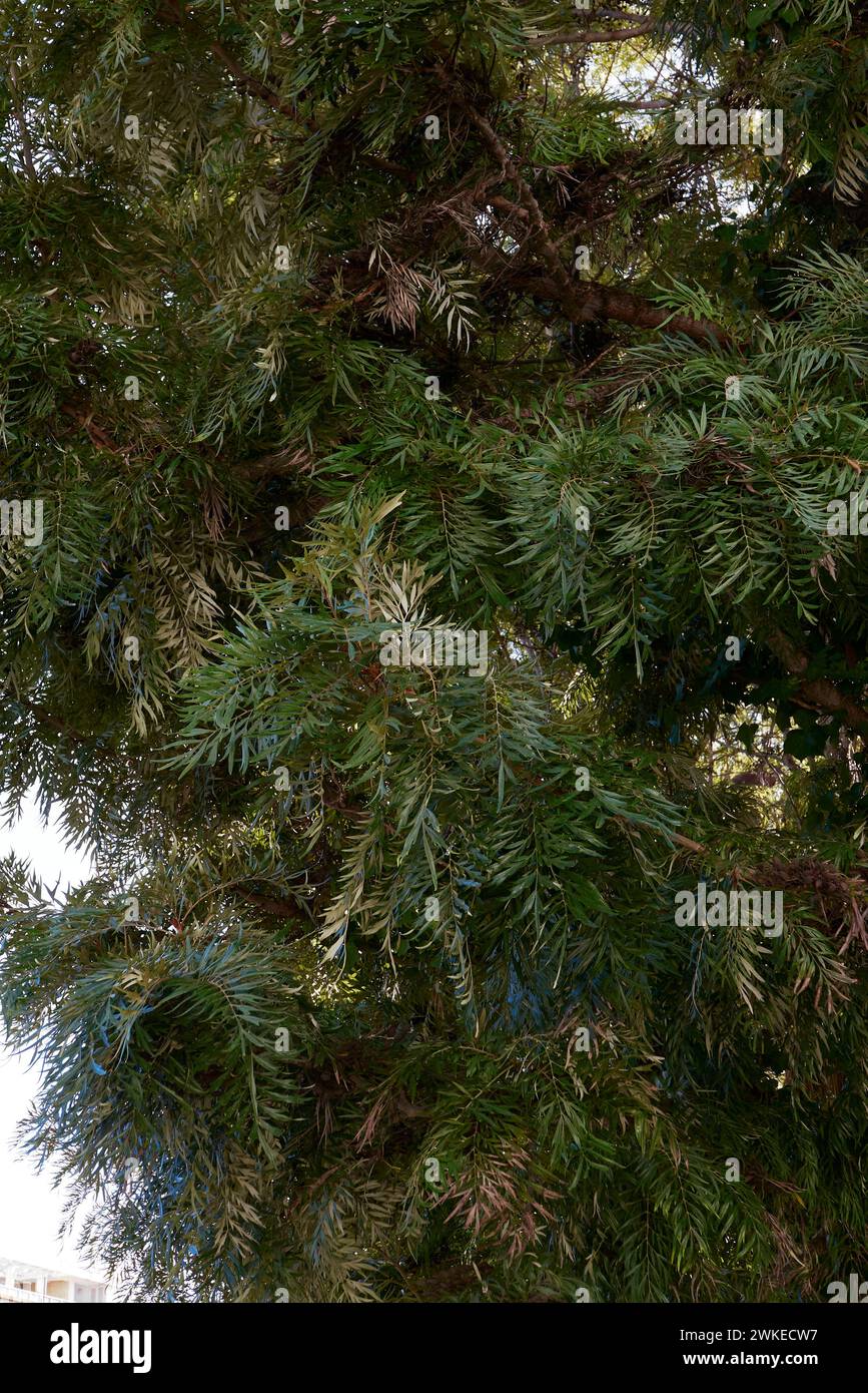 Grevillea robusta branch close up Stock Photo - Alamy