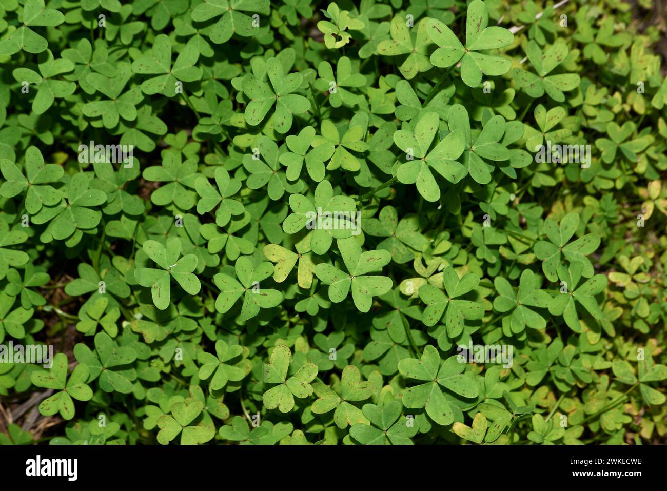 Oxalis per-caprae textured leaves Stock Photo - Alamy