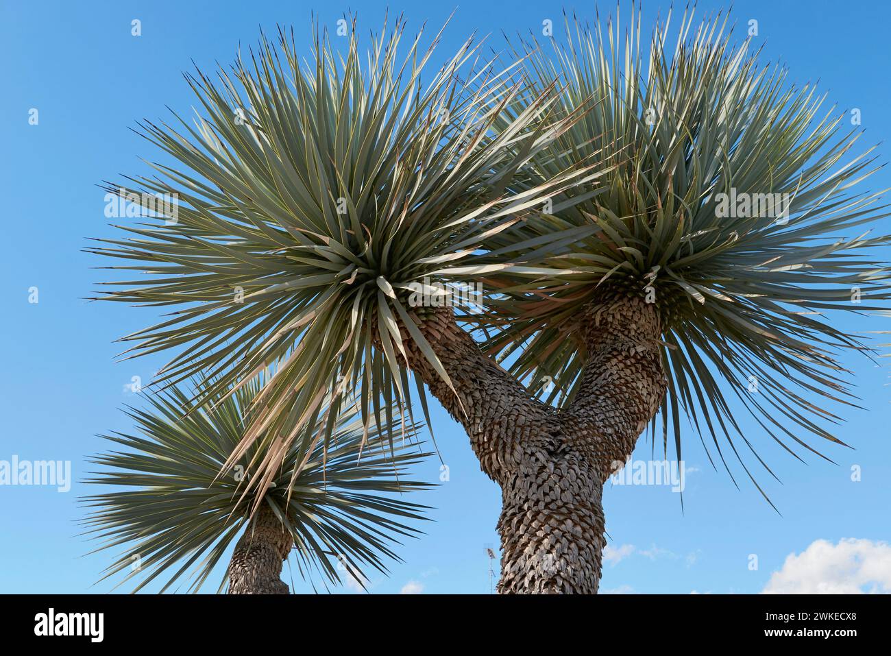 Yucca rostrata textured trunk and leaves Stock Photo - Alamy