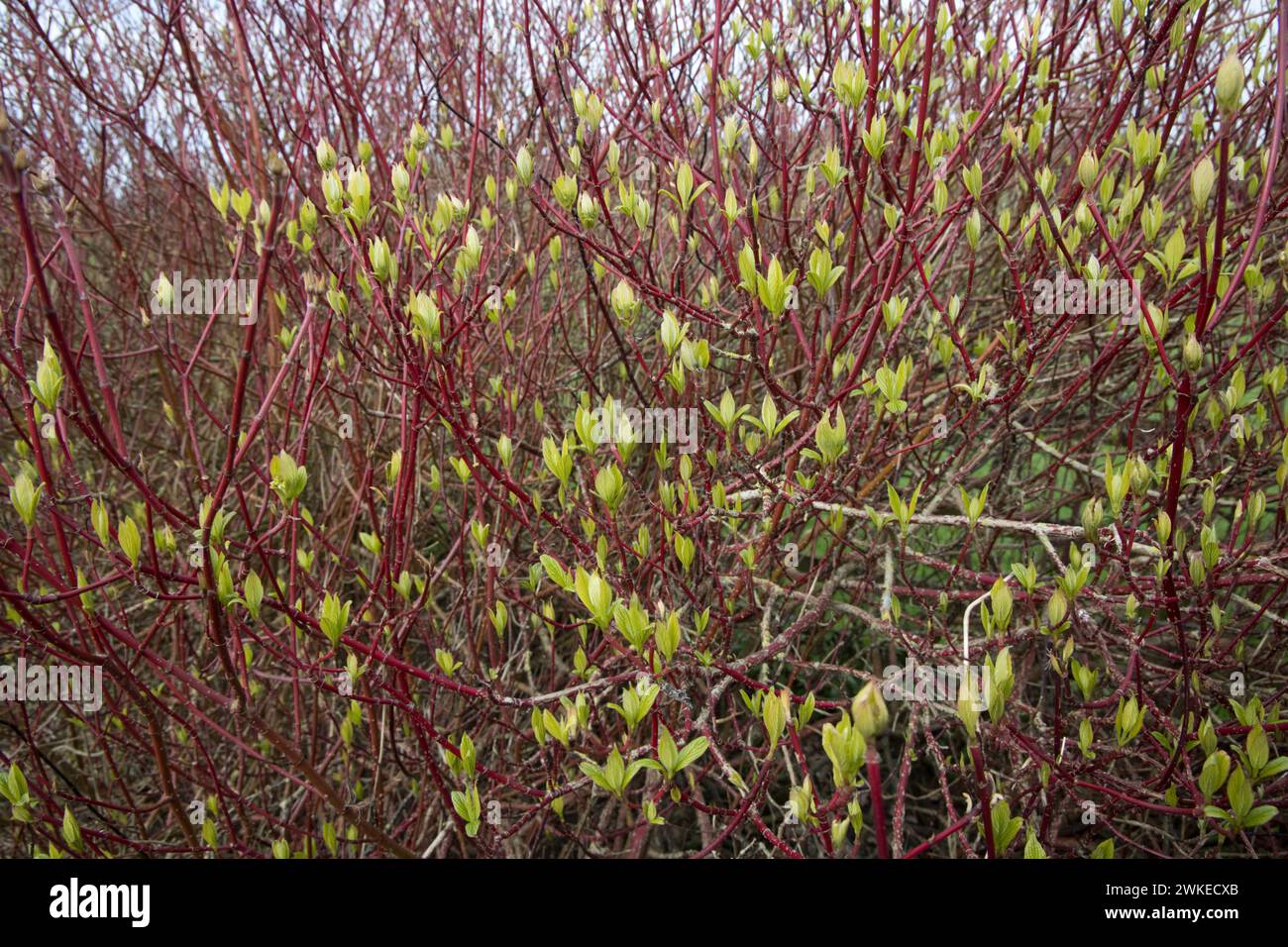 Dogwood hedge Cornus sanguinea breaking into leaf on Feb 19 2024 ...