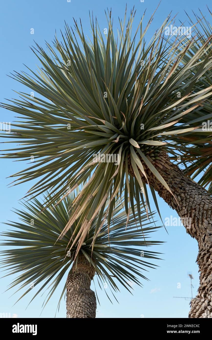Yucca rostrata hi-res stock photography and images - Alamy