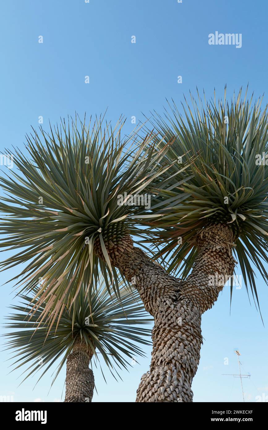 Yucca rostrata textured trunk and leaves Stock Photo - Alamy