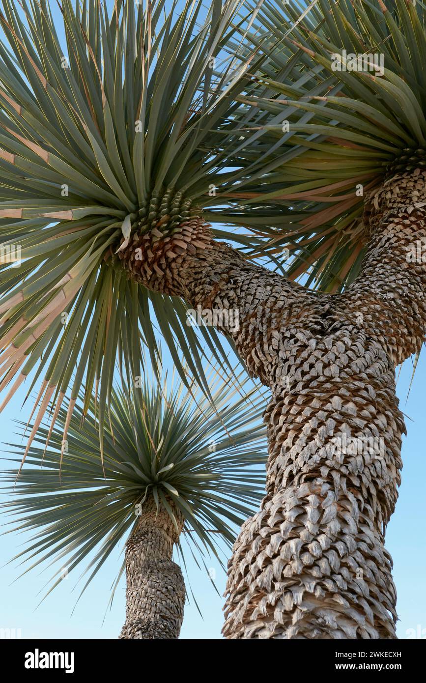 Yucca rostrata textured trunk and leaves Stock Photo - Alamy