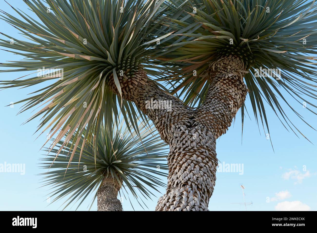 Yucca rostrata textured trunk and leaves Stock Photo - Alamy