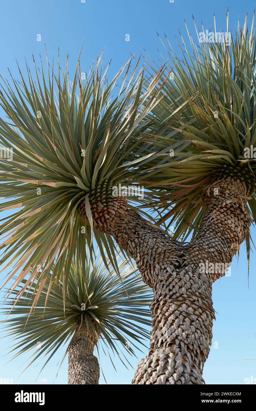 Yucca rostrata textured trunk and leaves Stock Photo - Alamy