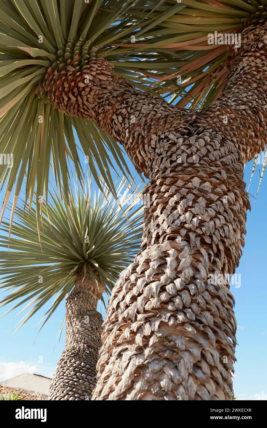 Yucca rostrata textured trunk and leaves Stock Photo - Alamy