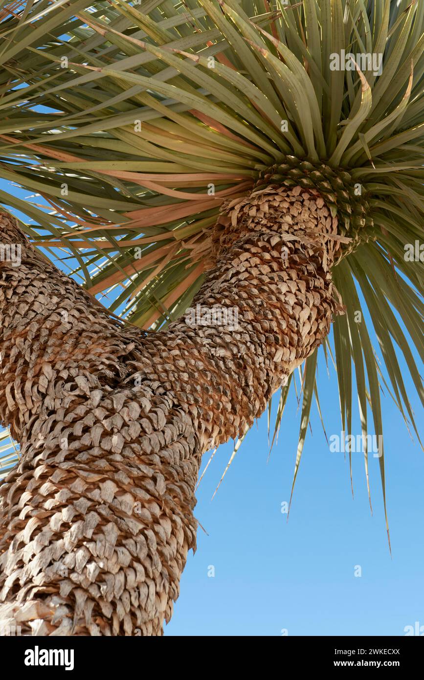Yucca rostrata textured trunk and leaves Stock Photo - Alamy
