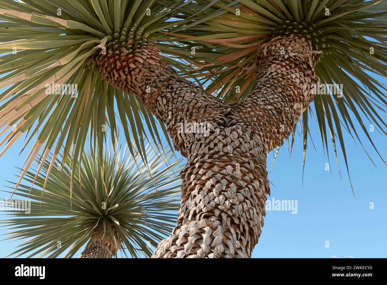 Yucca rostrata textured trunk and leaves Stock Photo - Alamy