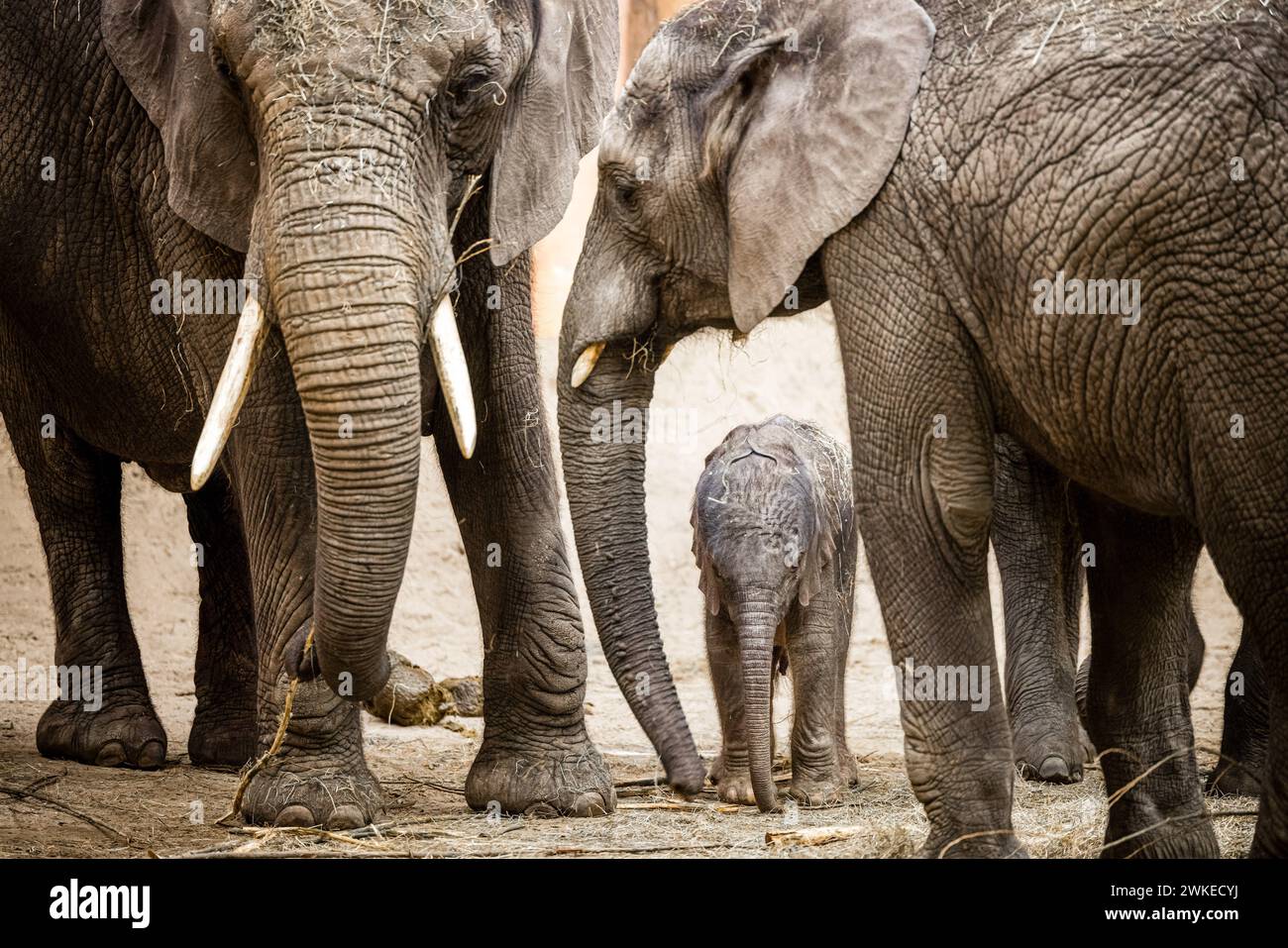 Groep dieren hi-res stock photography and images - Alamy