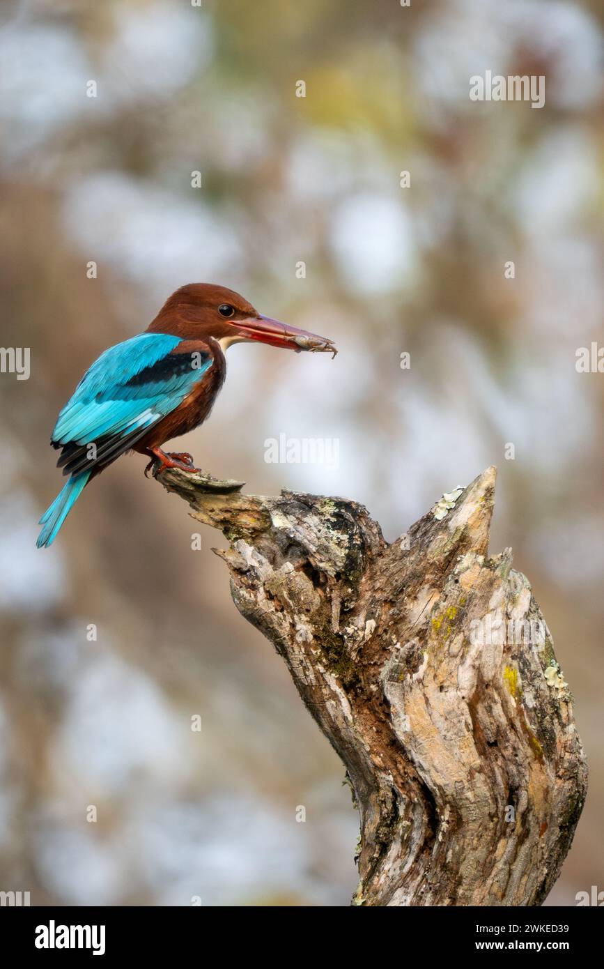 White-throated Kingfisher - Halcyon smyrnensis, beautiful colored bird ...
