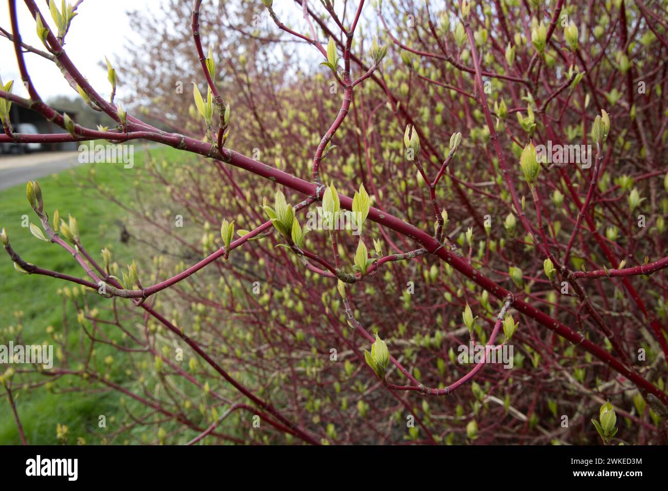 Dogwood hedge Cornus sanguinea breaking into leaf on Feb 19 2024 ...