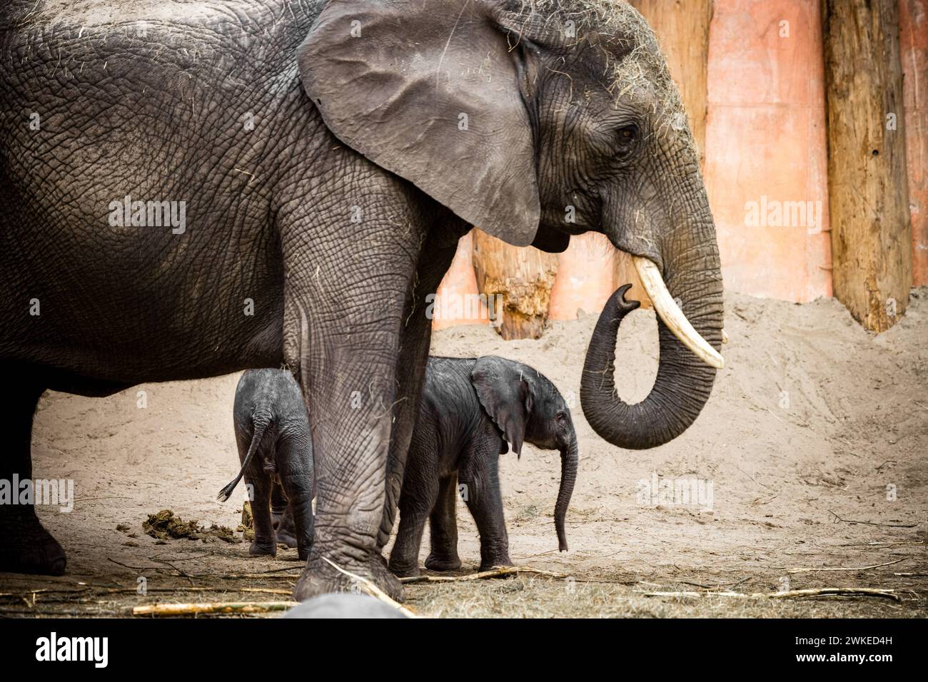 Hilvarenbeek, Netherlands. 20th Feb, 2024. HILVARENBEEK - Elephant calf ...