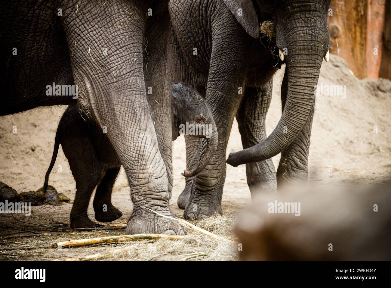 Groep dieren hi-res stock photography and images - Alamy