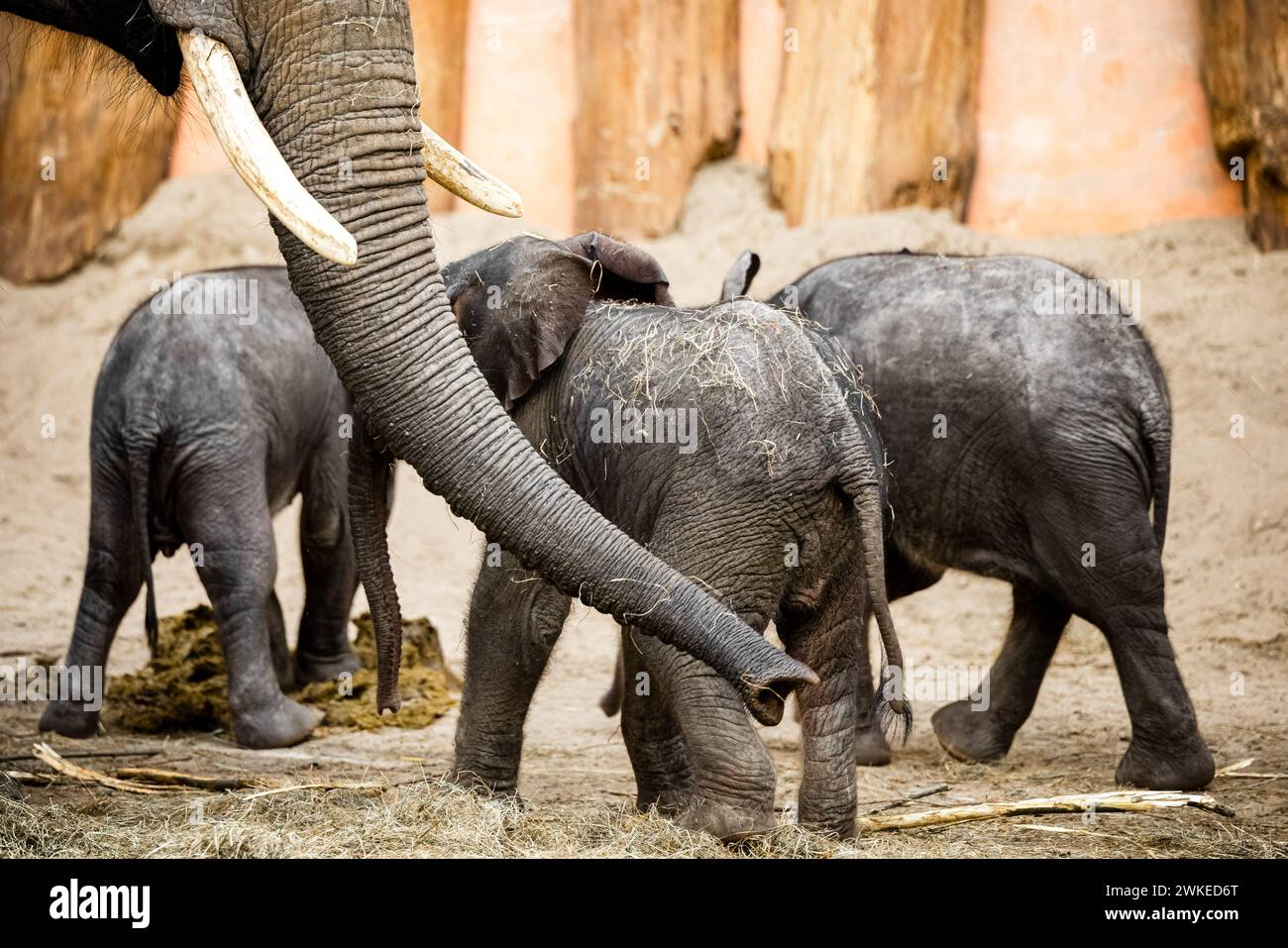 Groep dieren hi-res stock photography and images - Alamy