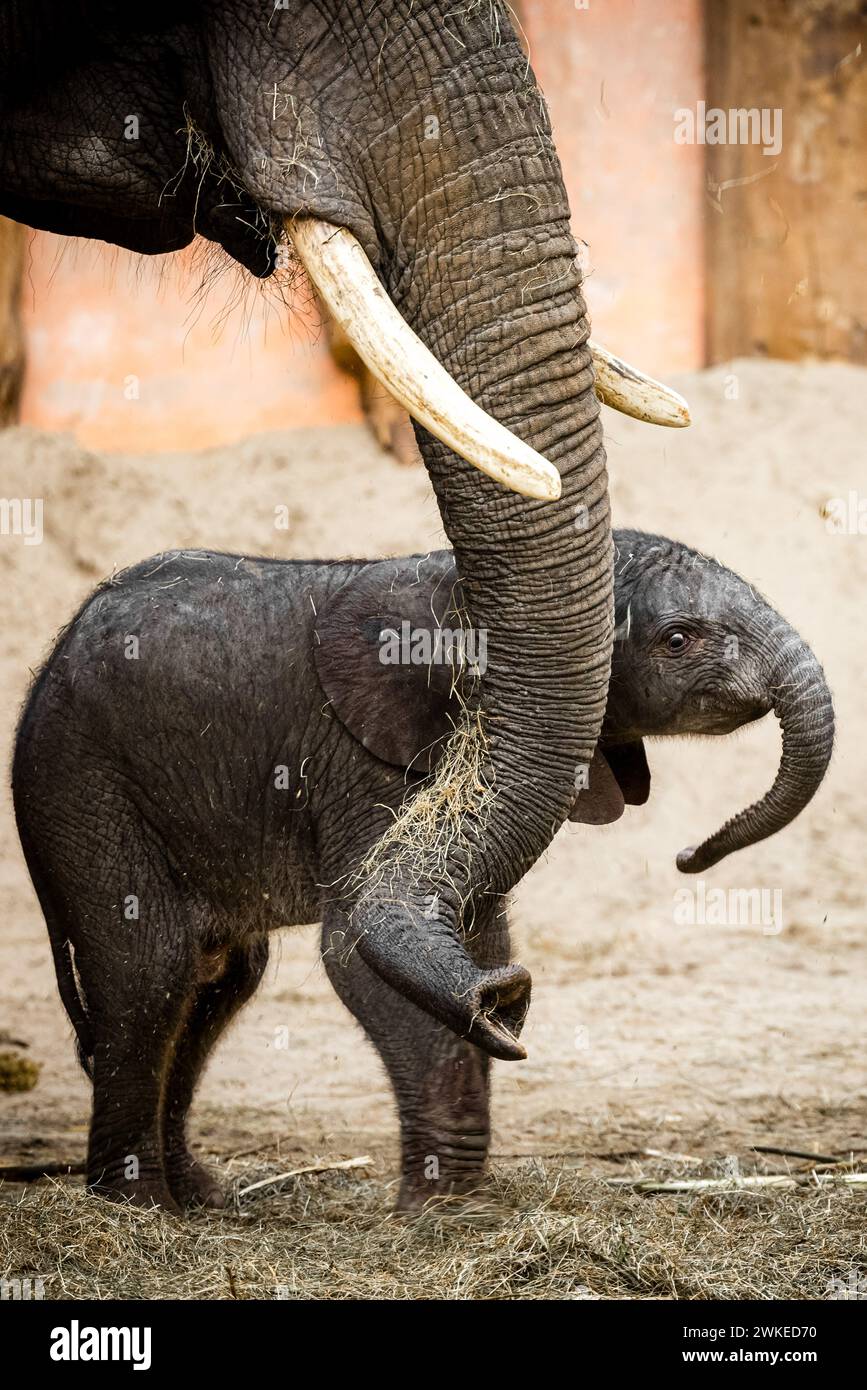 Hilvarenbeek, Netherlands. 20th Feb, 2024. HILVARENBEEK - Elephant calf ...